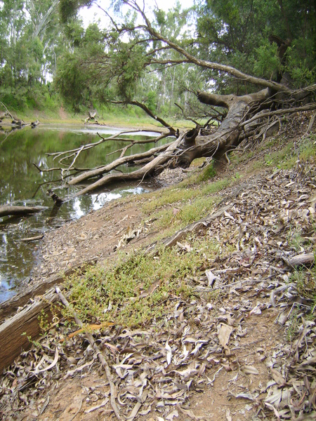 Fitzroy Partnership for River Health